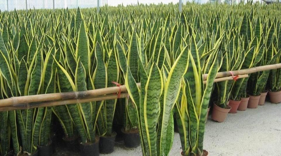 Tenga al menos una de estas plantas en su casa: son verdaderas "bombas ...